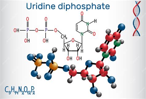 Premium Vector Uridine Diphosphate Udp Nucleotide Molecule Structural Chemical Formula And