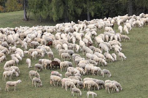 Flock of Sheep Grazing on the Meadow, Feeding on Grass, Raised on a Hillside for Wool and Milk ...