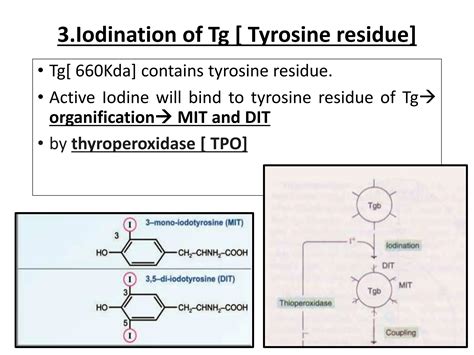 Thyroid Hormone Synthesis In Our Body Mbbs Pptx