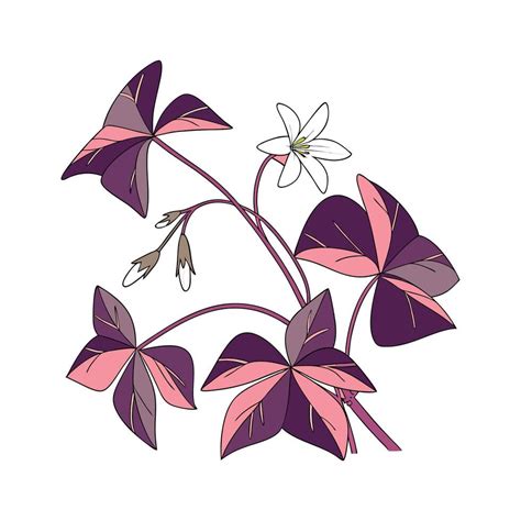 Elegant Oxalis Triangularis On Clean White Surface 57606790 Vector Art
