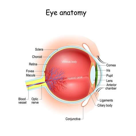 850 Choroiditis Stock Vectors And Vector Art Shutterstock
