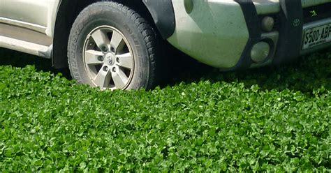 Antas Sub Clover High Dry Matter Production Barenbrug