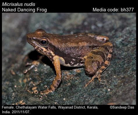 Welcome To The Amphibians Of India Website Amphibians