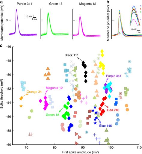 individual birds have uniform and distinct hvcx intrinsic properties