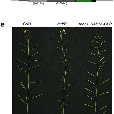 RAD51 GFP Is Expressed In Nuclei Of Meristematic Cells In Primary And