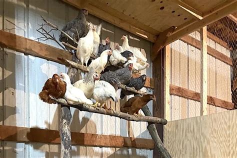 15 Diy Roosting Bars For Chickens That Are Too Cute To Handle