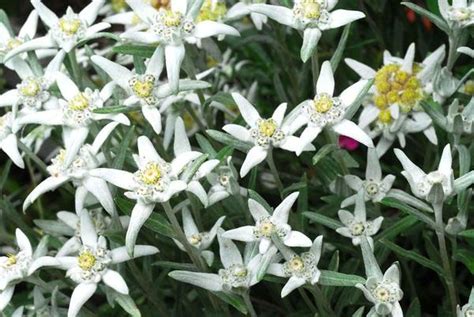 具有极高药用价值的植物—高山火绒草 知乎