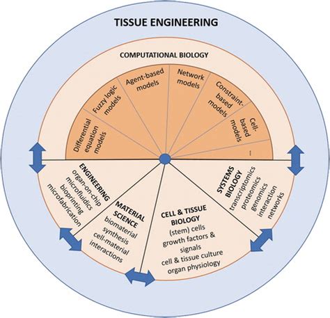 Implementing Computational Modeling in Tissue Engineering: Where Disciplines Meet | Tissue ...