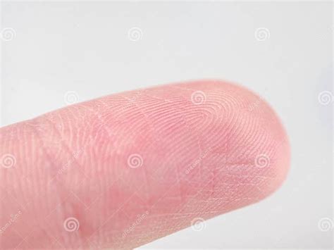 Unique Papillary Drawing On The Finger Showing The Details And