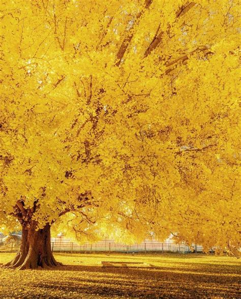 Slow Roads On Instagram Ginkgo Tree 🍂 800 Years Old And The Second