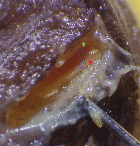 Heptapterus Carmelitanorum Lbp 23577 Dissected To Show The Olfactory