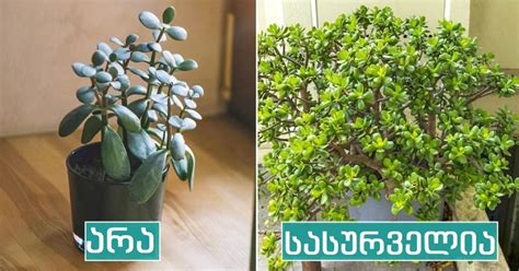 სად დავდოთ ფულის ხე რომ სახლში ფულმა მდინარესავით იდინოს