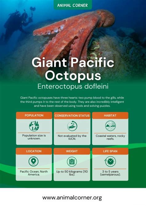 Giant Pacific Octopus Anatomy Octopus Arms Have Segmented Nervous
