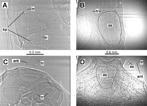 Figure 3 From Synchrotron Imaging Of The Grasshopper Tracheal System Morphological And Figure 3 From Synchrotron Imaging Of The Grasshopper Tracheal System Morphological And