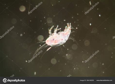 Dust Mite Microscope