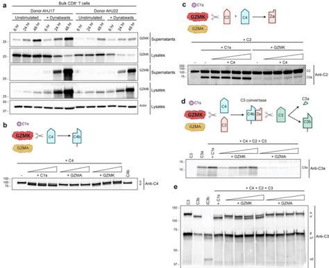 Granzyme K Mediated Complement Activation Creative Biolabs Complement