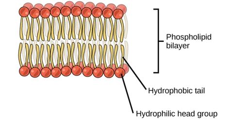 Golgi Apparatus Structure Function Teachmephysiology
