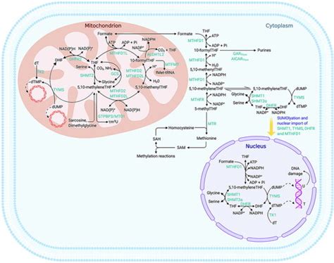 Full Article The Association Between Serum Folate And Elderly