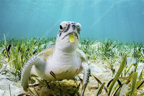 Green Turtle Feeding On Turtlegrass Seagrass Bed Stock Image C055