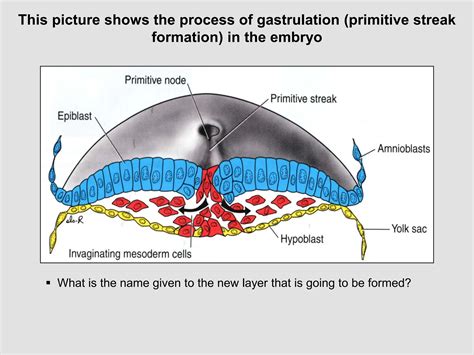 Early Embryogenesis Article With Diagrams Pdf
