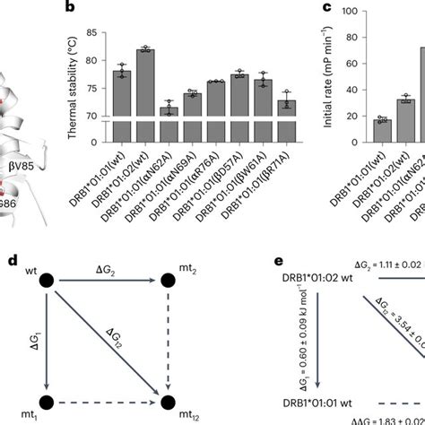 Allosteric Coupling Through The Peptide Binding Groove Modulates Download Scientific Diagram