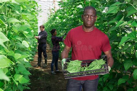 African American Farmer Carrying Crates With Bean In Hothouse Stock