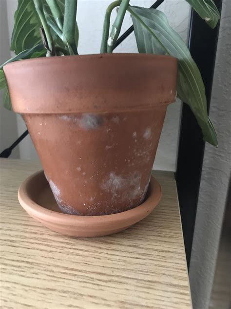 Mold On Pots Causes Prevention And Safe Removal