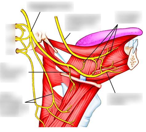 Temporal Infratemporal Region Pt Diagram Quizlet Temporal Infratemporal Region Pt Diagram Quizlet