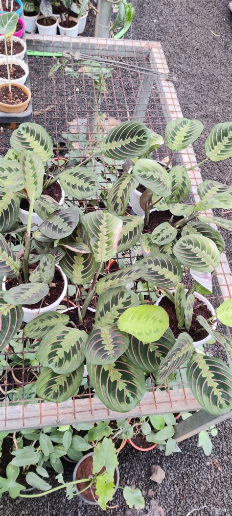 Maranta Fascinator Tricolour Mini Nurserybuy