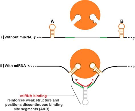 Indirect Influence Of Trans Rna Modulation On Complex Rbp Structural