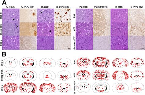 A Histopathological Characterization Of Several Prion Strains In Tgrab Download Scientific