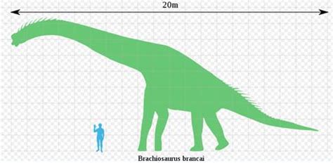 Брахиозавр Brachiosaurus — Динопедия
