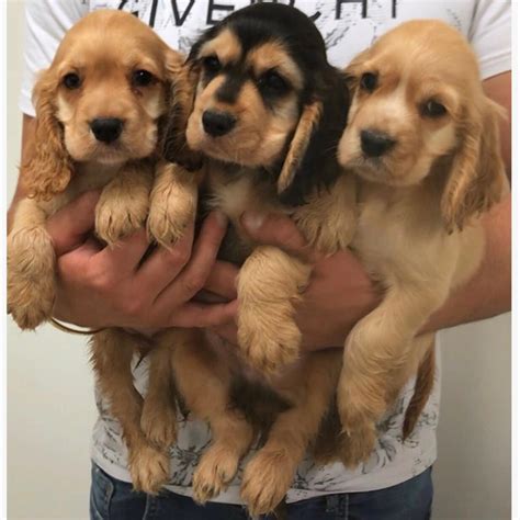 Beautiful Show Type Cocker Spaniel Puppies In Windsor Berkshire
