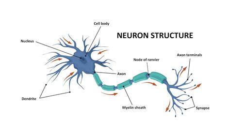 How We Created The First Map Of An Insect Brain And What It Means For