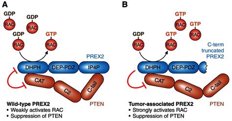 Melanoma Mystery Pmc