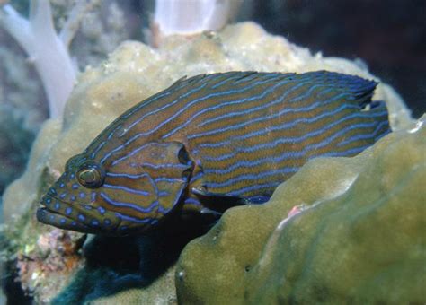 Bluelined Rockcod Cephalopholis Formosa Shaw And Nodder 1812 The
