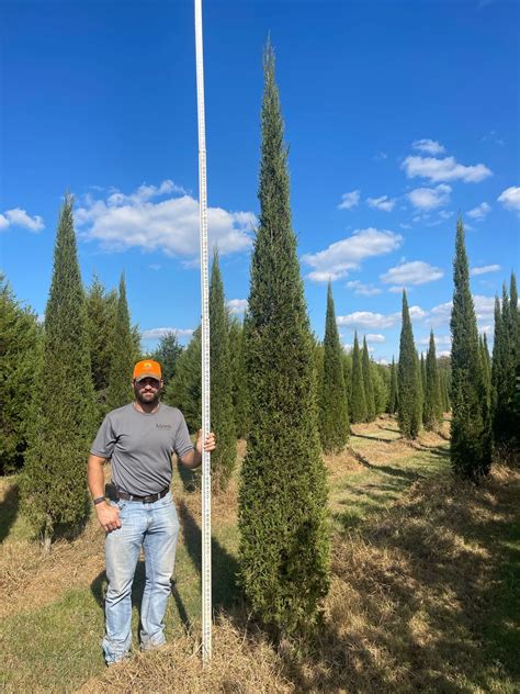 Juniperus Virginiana Taylor ~ Taylor Juniper Moons Tree Farm