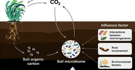 Searching For Simplicity In Microbial Communities Ecology And Evolution The University Of Chicago