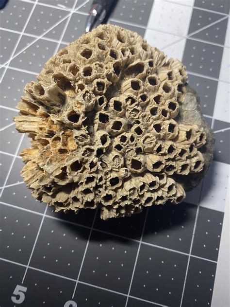 Are These Dead Barnacles Or Fossilized Barnacles Rfossilid