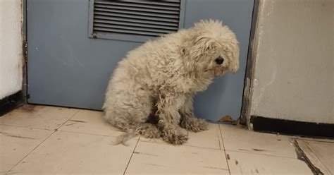 “oci” El Perrito Que Se Salvó De Morir Electrocutado En Las Vías De La