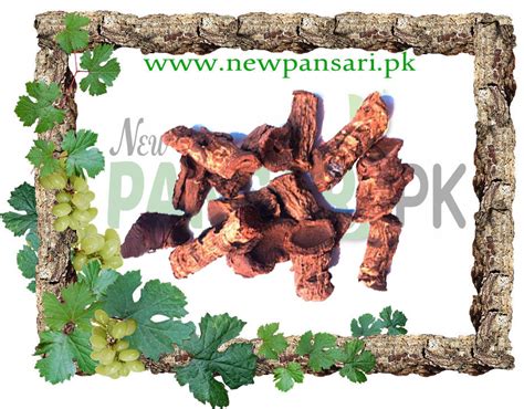 Lakadi Pashanbhed Pakhan Bhed Bergenia Ciliata New Pansari