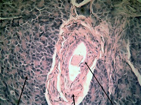 Pancreas Tissue Diagram Quizlet