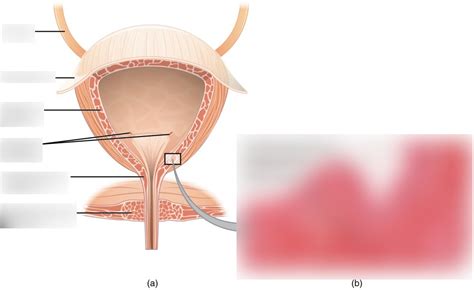 Bladder Labeled Diagram Quizlet