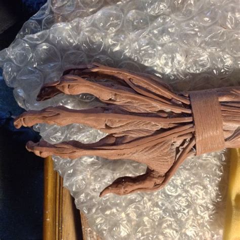 Hand Ecorche Wip On Behance