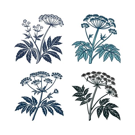 Collections Of Vibrant Cow Parsnip Plant Illustration 56380199 Vector Art At Vecteezy