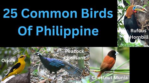25 Common Birds Of Philippine Youtube