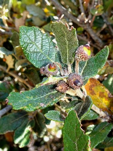 Quercus Aculcingensis · Inaturalist