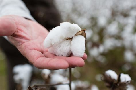 Trade Talks Spotlight On Cotton Louis Dreyfus Company