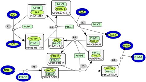 Functional Domains Network Of The Pyruvate Dehydrogenase Complex The