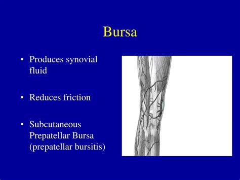 Ppt Joint Classification Functionstructure Powerpoint Presentation
